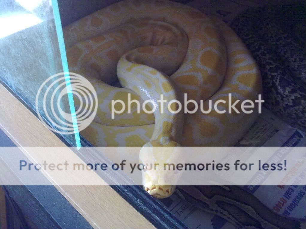 E Midlands - Female and male burmese python's for sale! | Reptile Forums