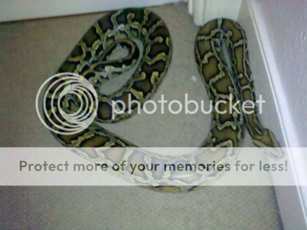 E Midlands - Female and male burmese python's for sale! | Reptile Forums