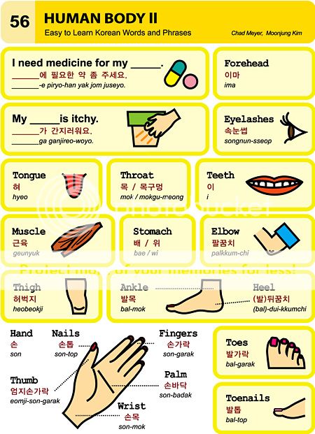 The human body in Korean | Learning Korean & Lovin' Korea