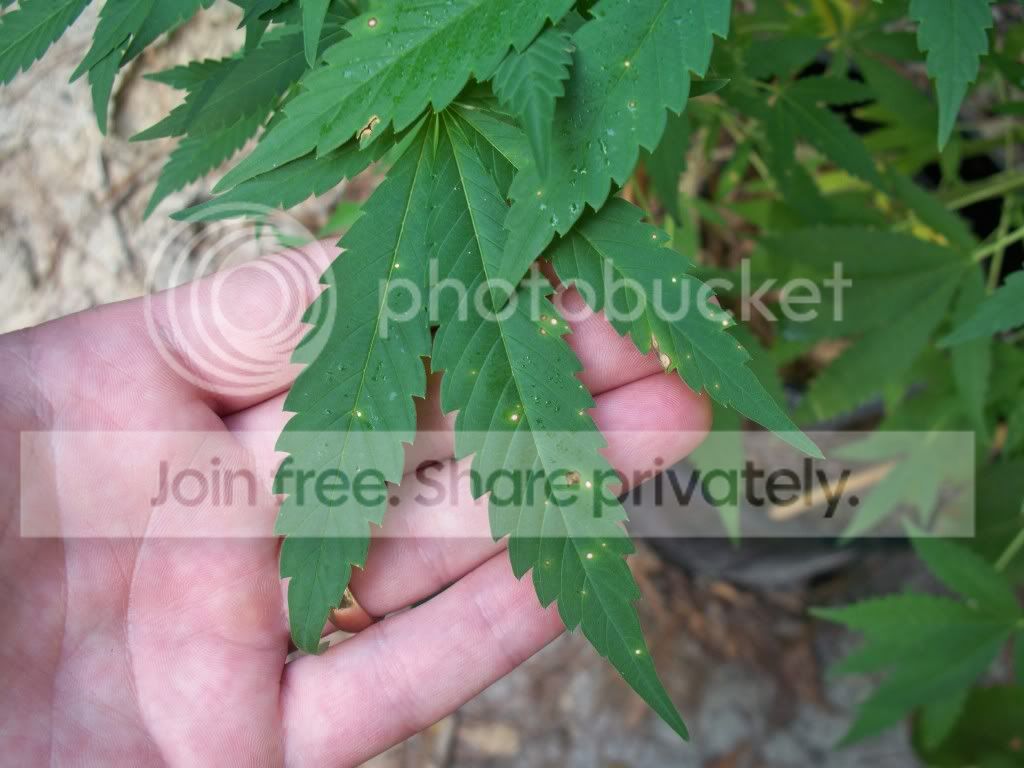 Calcium Deficiency? | Grasscity Forums - The #1 Marijuana Community Online