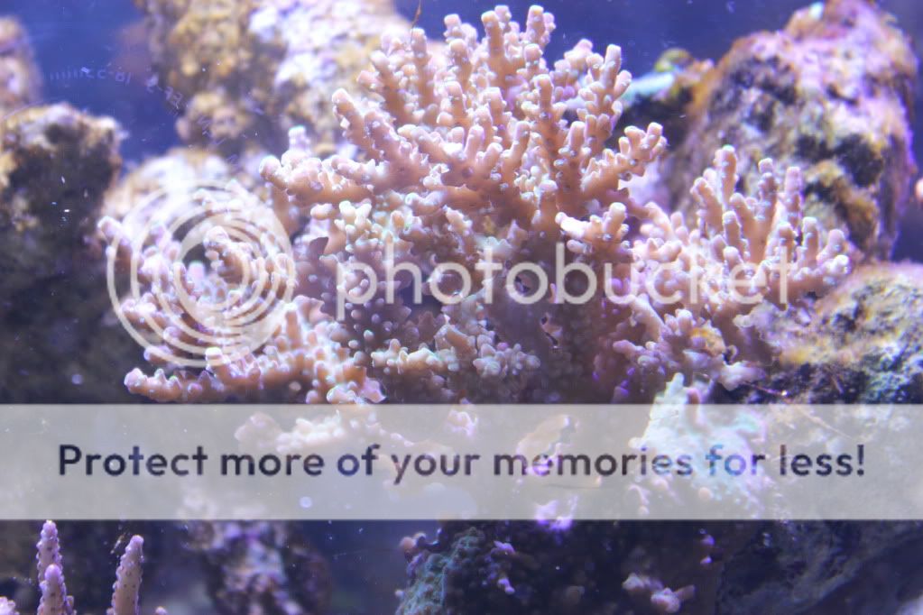 Candlelight Acro, let's see em - Page 3 - Reef Central Online Community